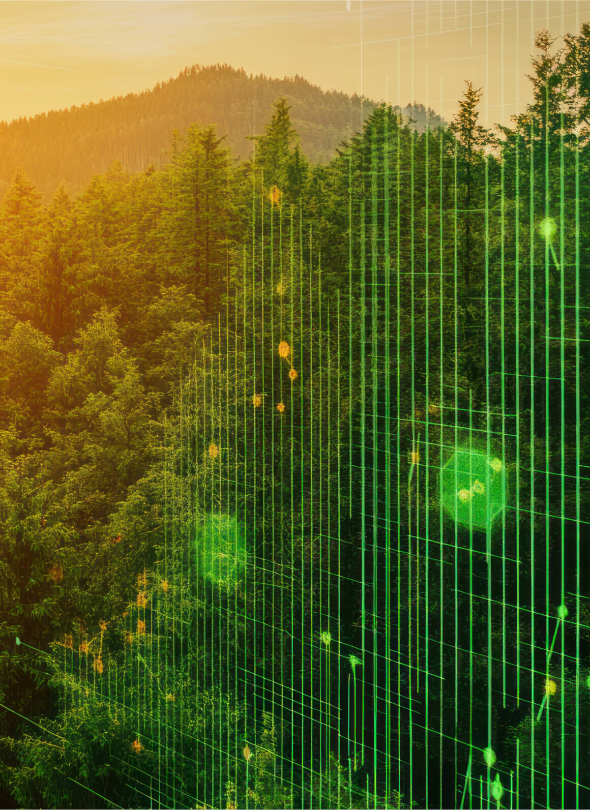 SatSure Forestry | Digital Forest & Carbon Intelligence